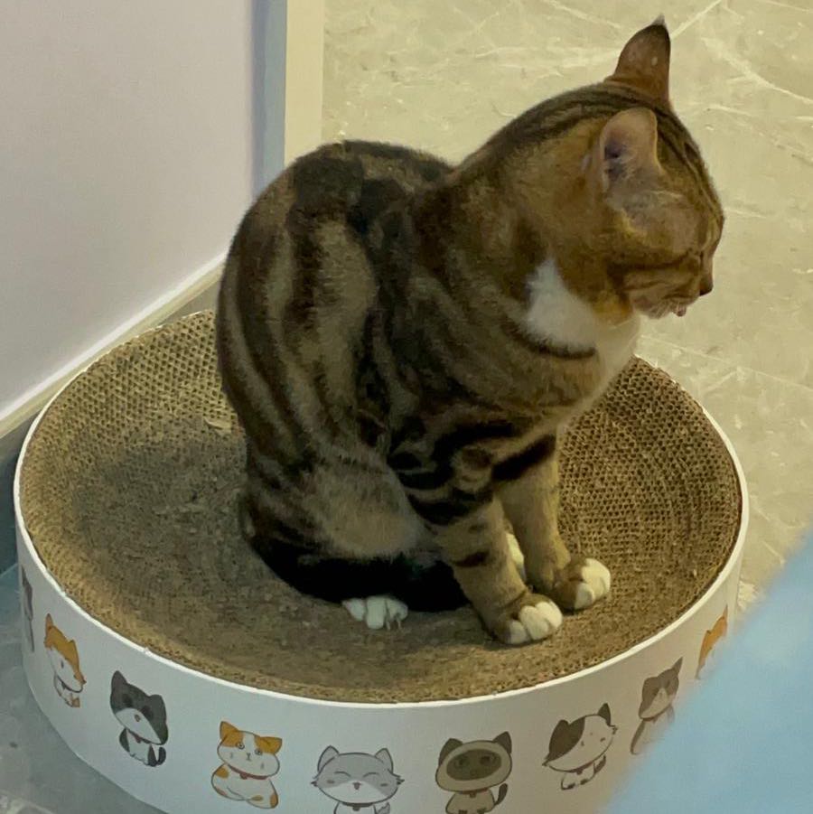 Agnes Cheung 喺Carousell出售嘅商品