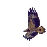 SweeB Lim's items for sale on Carousell