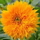 Ian Tse 喺 Carousell 嘅個人檔案頁面 | Ian Tse 嘅所有出售物品同評價