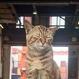 Alex Cheung 喺Carousell出售嘅商品