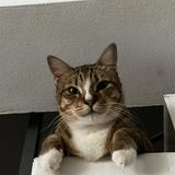 Durable Study Table Cum Storage Rack ( Boltless ), Furniture & Home ...