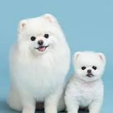 Rupong House 喺Carousell出售嘅商品