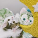 「標價即日交收」單丁$1380 第4排 12月27號 張學友60演唱會門票 紅館, 門票＆禮券, 活動門票 - Carousell