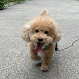 fatchu_selling 喺Carousell出售嘅商品