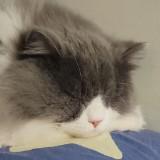 CYBER:Ancient Master Wraith~ZX-LEGEND(From Roblox:Ninja Legends), 電子遊戲 ...