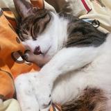 Cherry Cheng 喺Carousell出售嘅商品