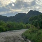 Mossdom For Sale | Carousell Philippines