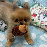 Wong Agassi 嘅評價喺 Carousell Hong Kong