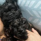 Petron Gasul/Fiesta Gas Tank | 11kg Tank + 2.7kg Gasulette, TV & Home ...