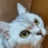 loho511 喺Carousell出售嘅商品