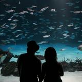 Astro bot 宇宙機械人, 電子遊戲, 電子遊戲, PlayStation - Carousell