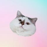"Heyo Oluv Cat Sitting’s Profile Page on Carousell | All of Heyo Oluv ...