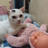 RUSH: FINAL FANTASY - Cloud (Limit Break) Magic The Gathering Precon ...