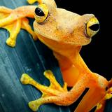 (Non-Ladder) GG Ethereal COH (Chains of Honor) Superior Lacquered Plate ...