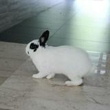 Keeler Professional Ophthalmoscope Set, Health & Nutrition, Medical ...