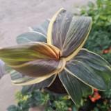 Variegated For Sale | Buy 100+ Variegated online | Carousell Philippines
